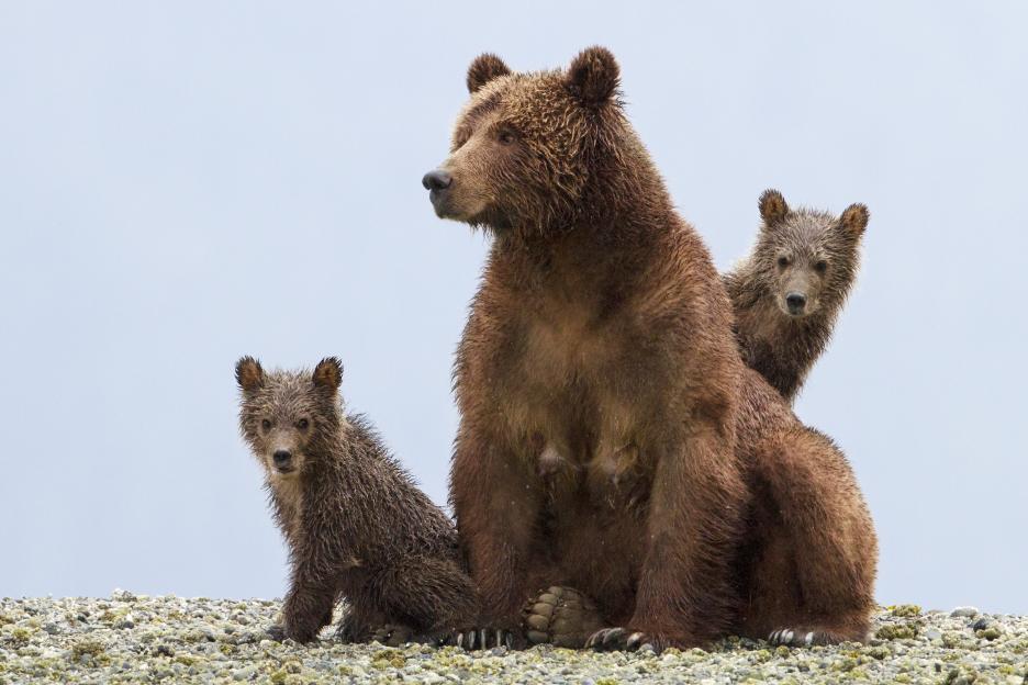 DisneyNature's BEARS Opens April 18 #MeettheCubs #DisneyNatureBEARS ...