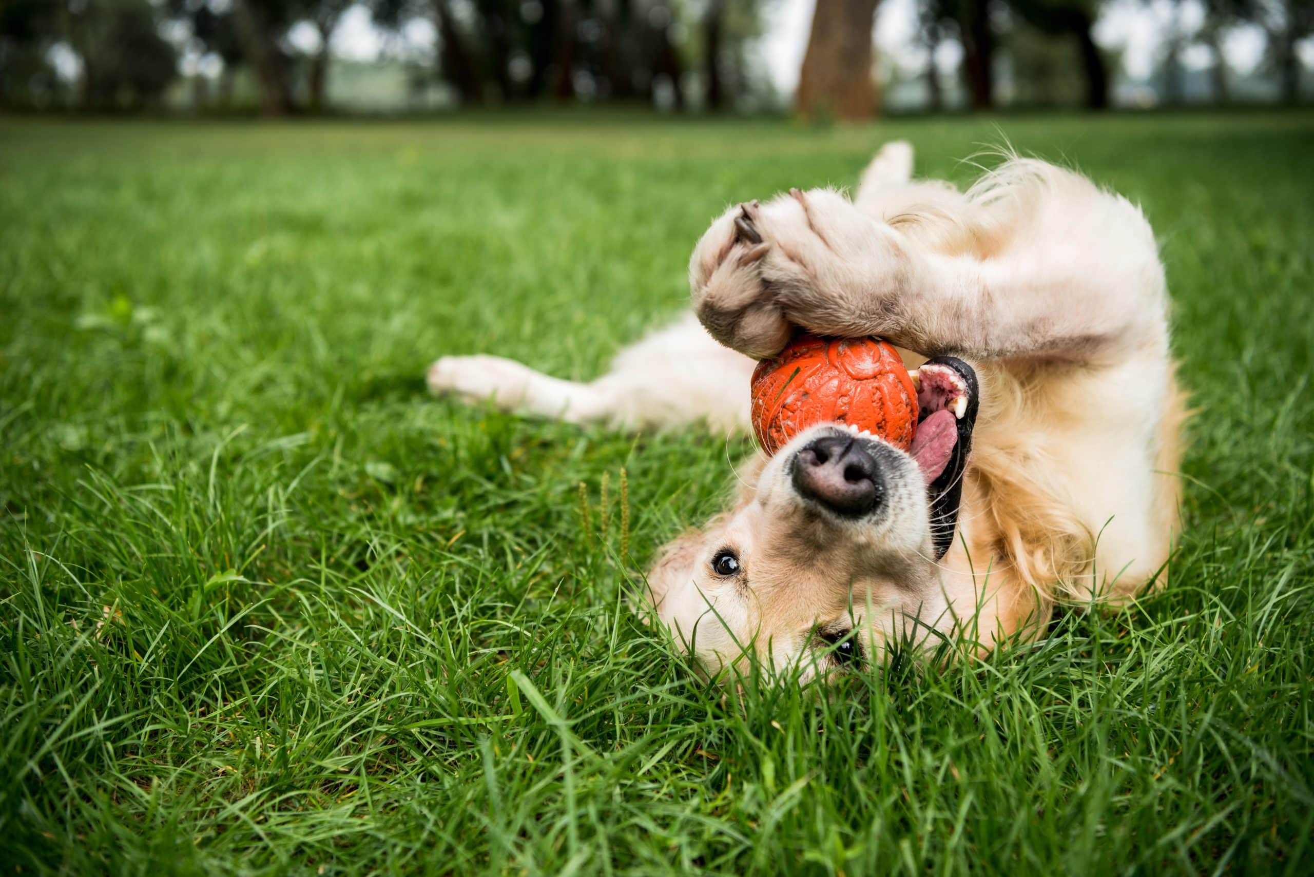 What Wisconsin Moms Need to Know About Keeping Their Dogs Active and ...